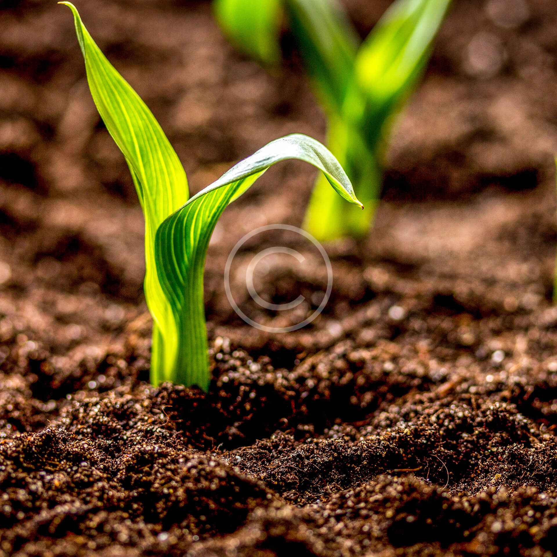 Agroecology in action - Seeds Australia