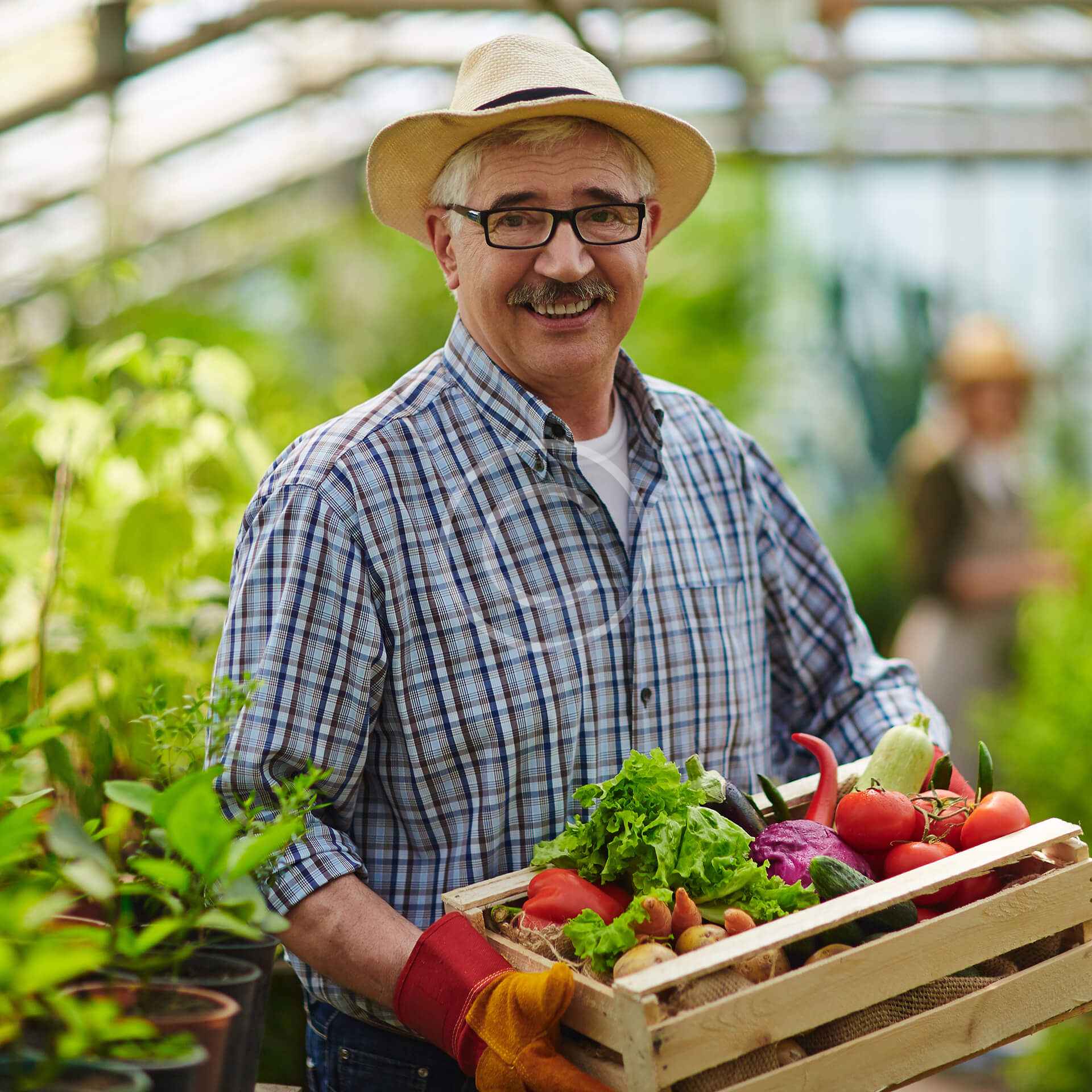 A visual story of growing and gathering - Seeds Australia