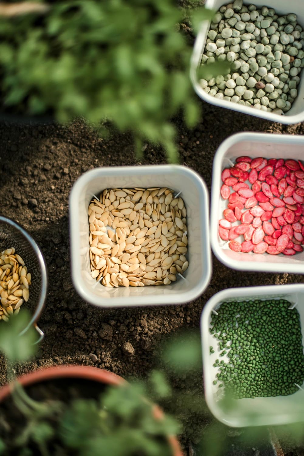 Seeds Australia - Seeds Australia