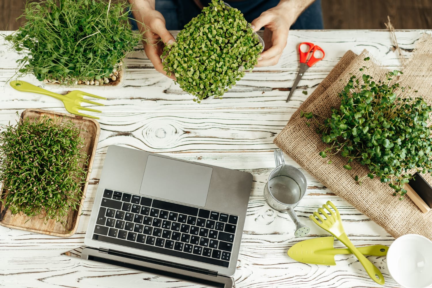 Seeds online - Seeds Australia