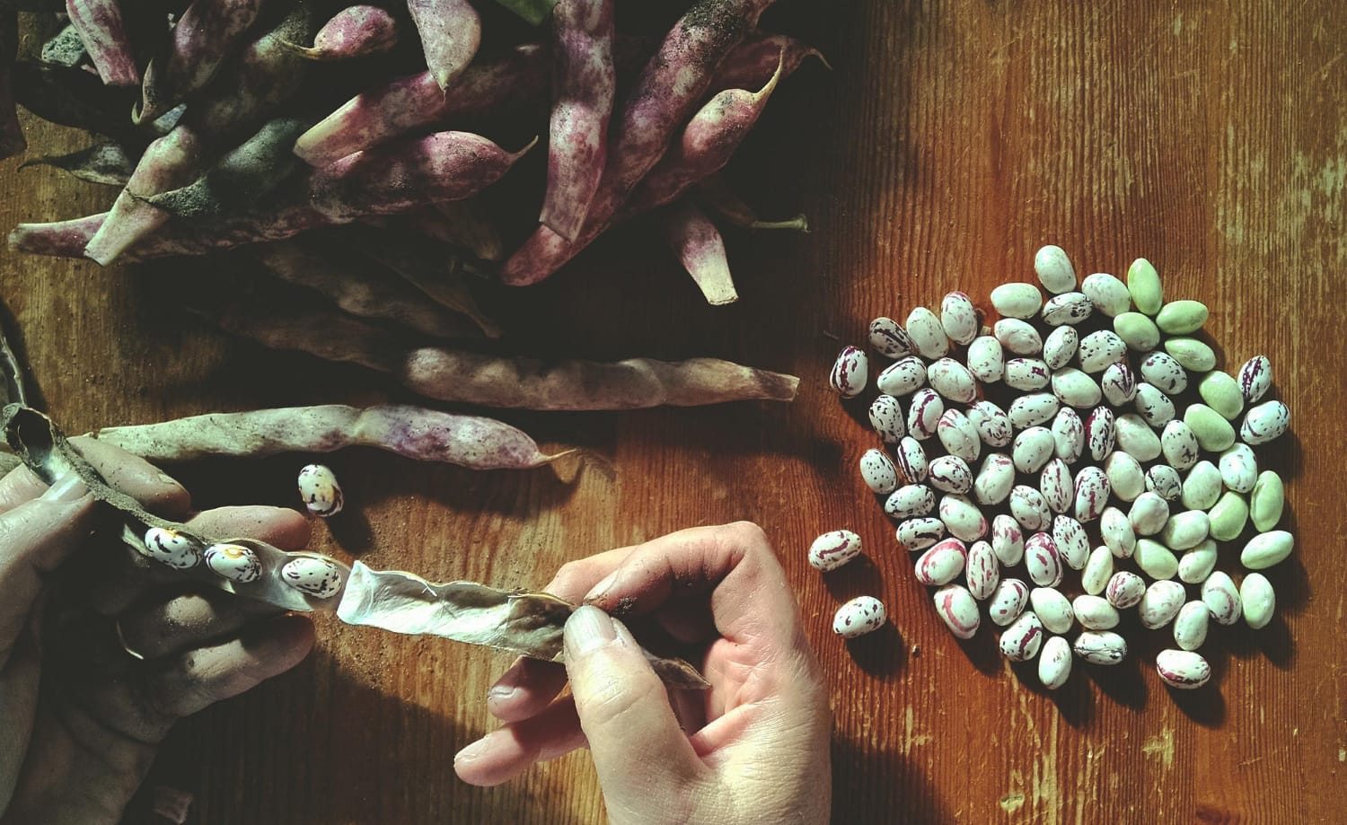 Seeds Queensland - Seeds Australia