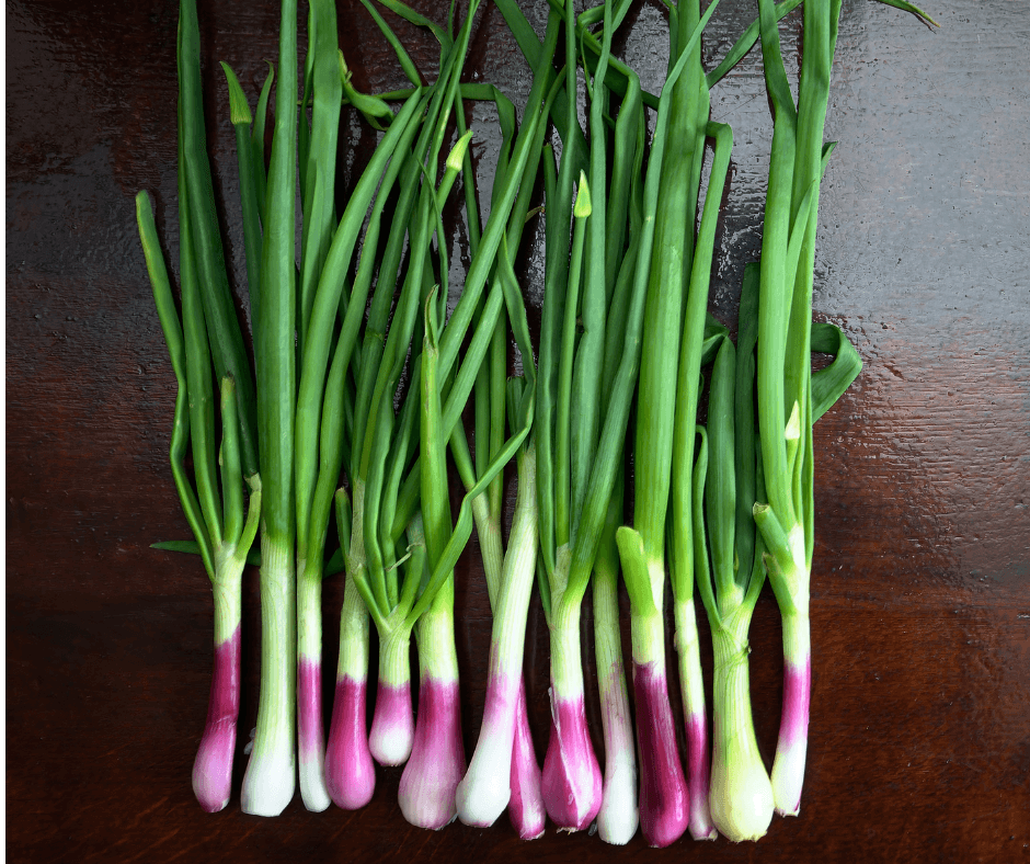 Bunching Onion - Red Beard Seeds