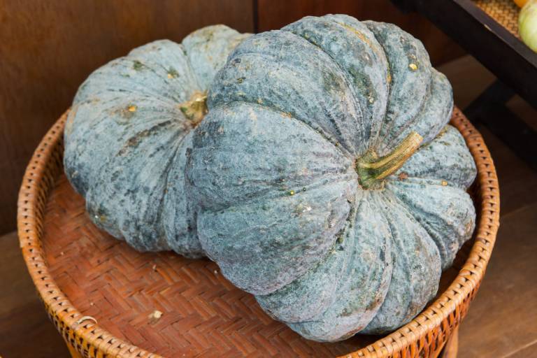 Pumpkin Queensland Blue Seeds