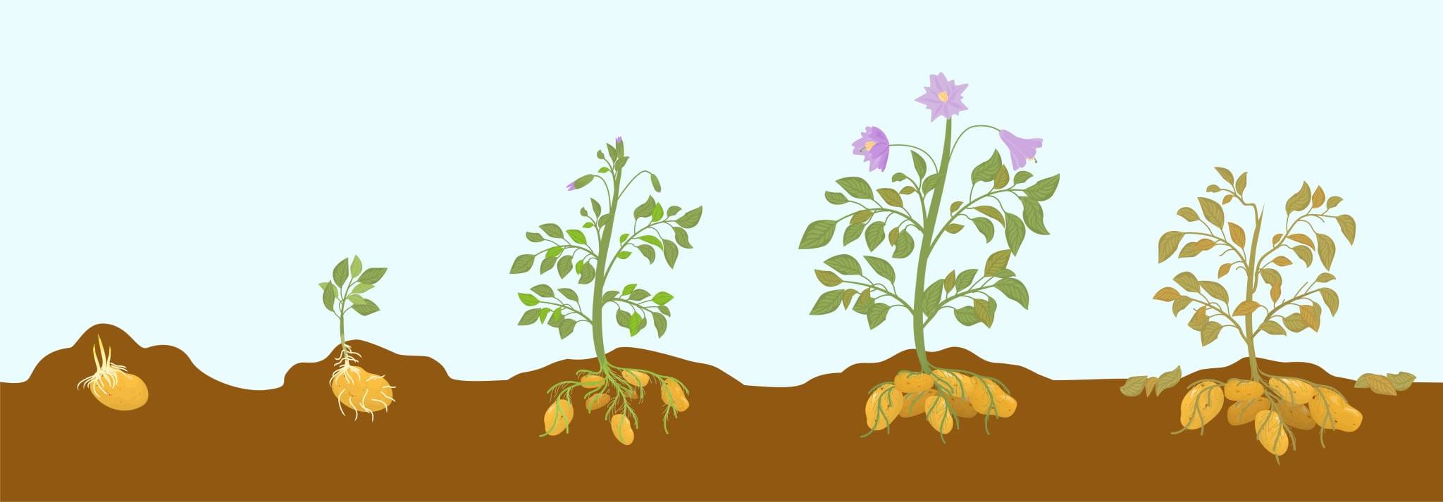 How To Grow Potatoes the Secrets to a Huge Homegrown Harvest