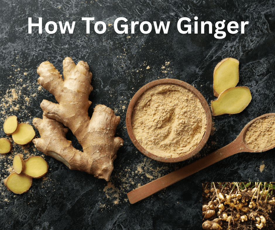 How To Grow Ginger Grow Your Own With These Tips And Tricks